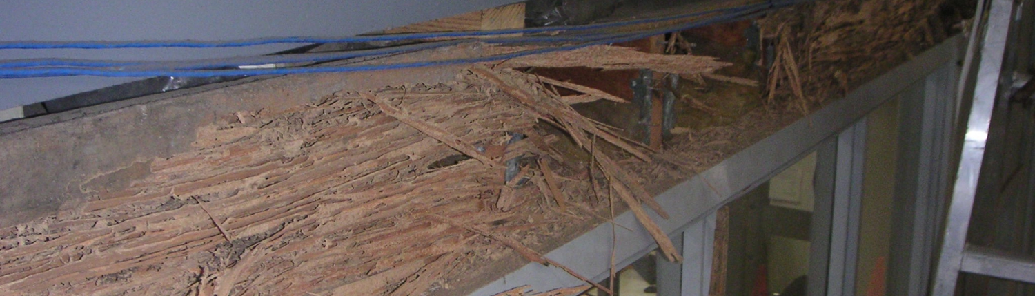 Termite Damage Repair in Melbourne - Expert Services | Campis